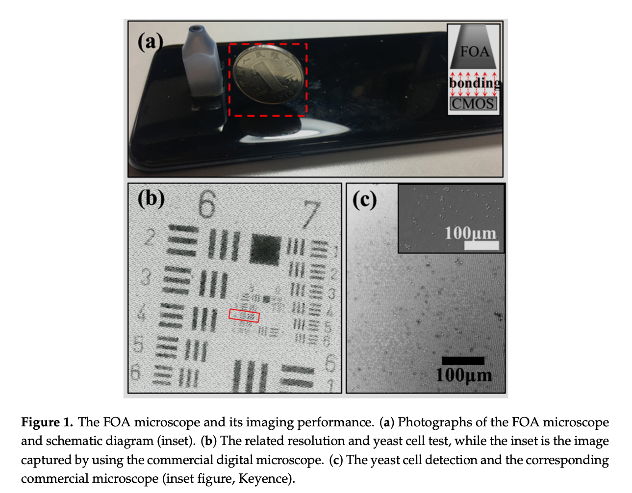 Rapid Yeast Cell Viability Analysis by Using a Portable Microscope Bas – SZPHOTON