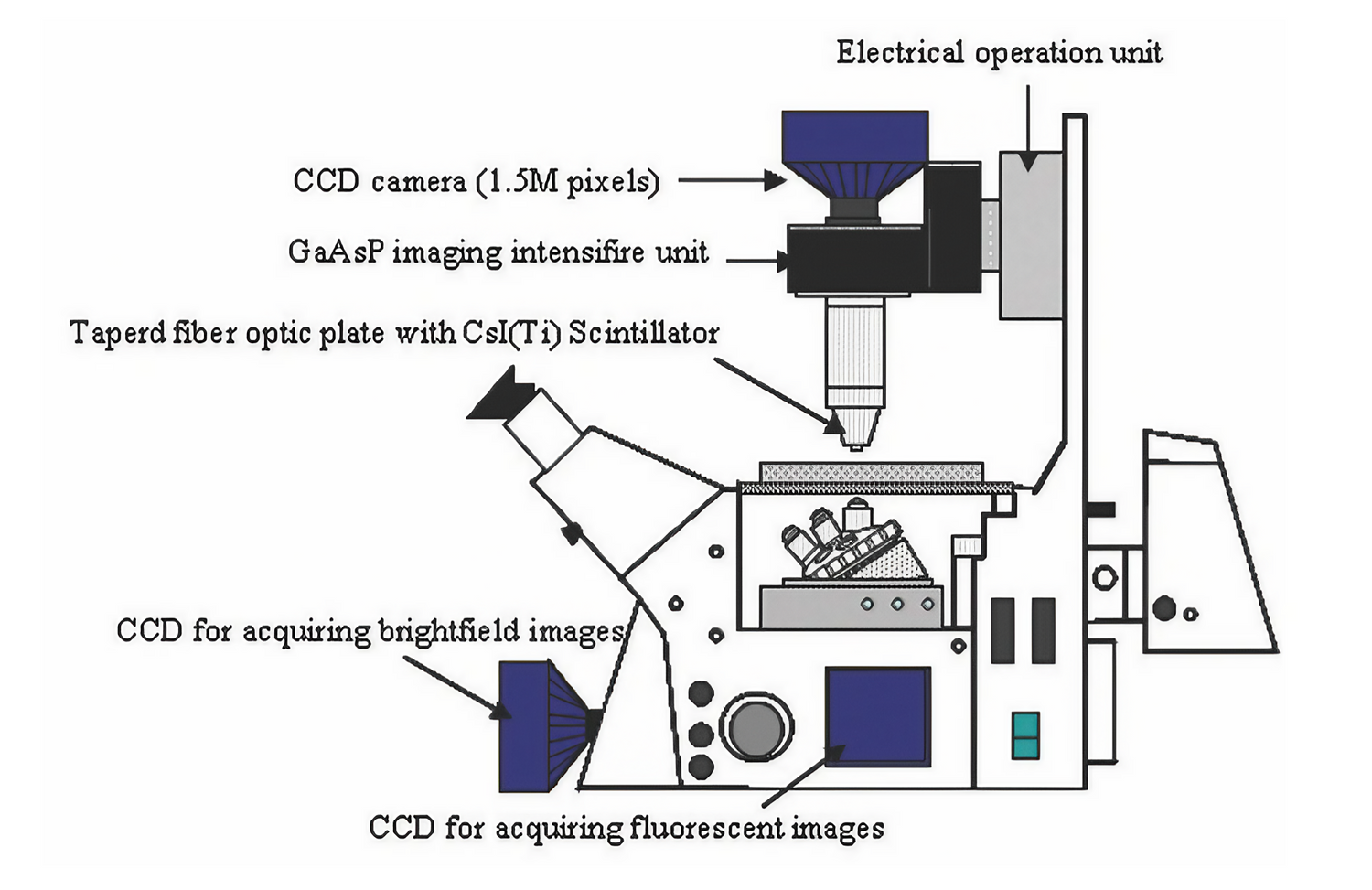 Development of a fluorescent microscope combined with a real-time auto ...