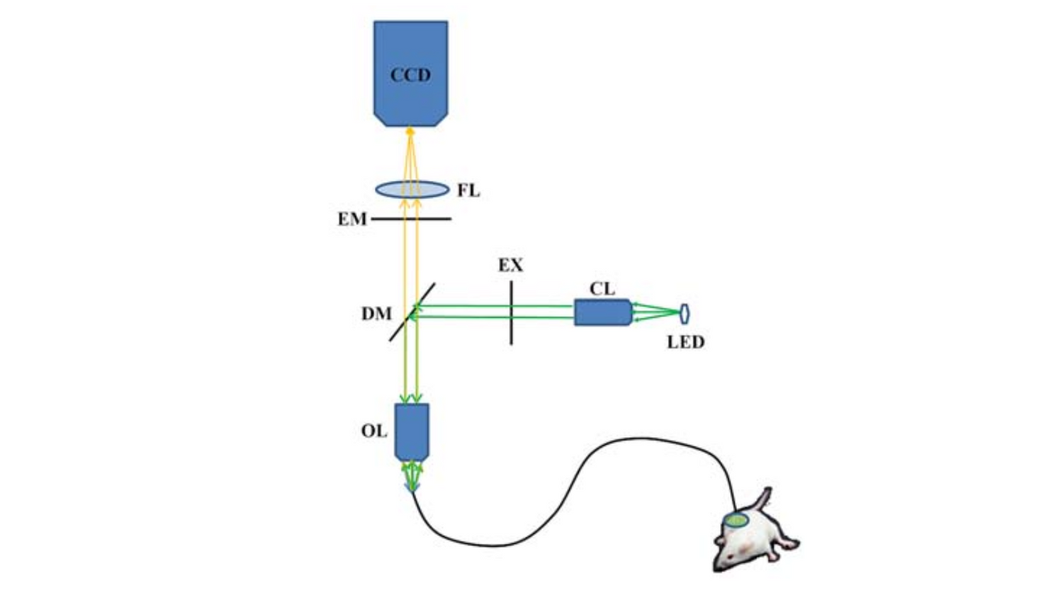 Fiber optic microendoscopy for preclinical study of bacterial infectio – SZPHOTON