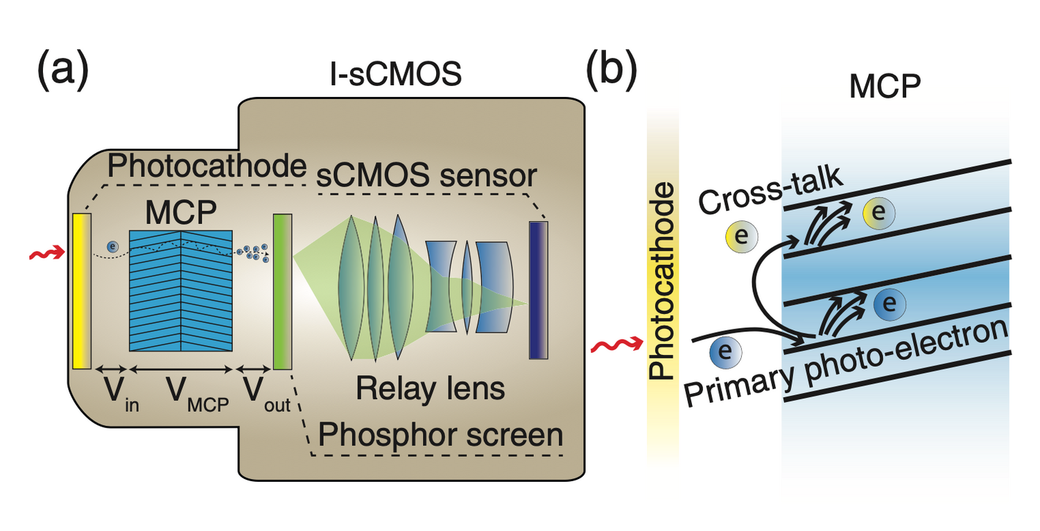 Microchannel plate cross-talk mitigation for spatial autocorrelation m – SZPHOTON