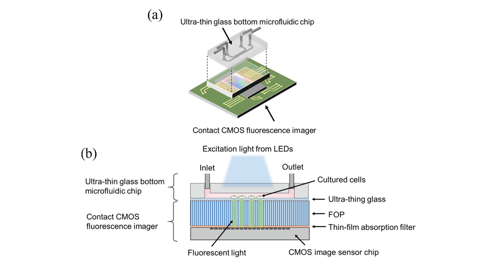 On Chip Cell Analysis Platform Implementation Of Contact Fluorescence Szphoton